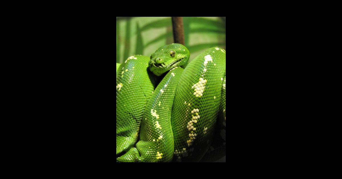 Green Tree Python - Green Tree Python - Sticker | TeePublic