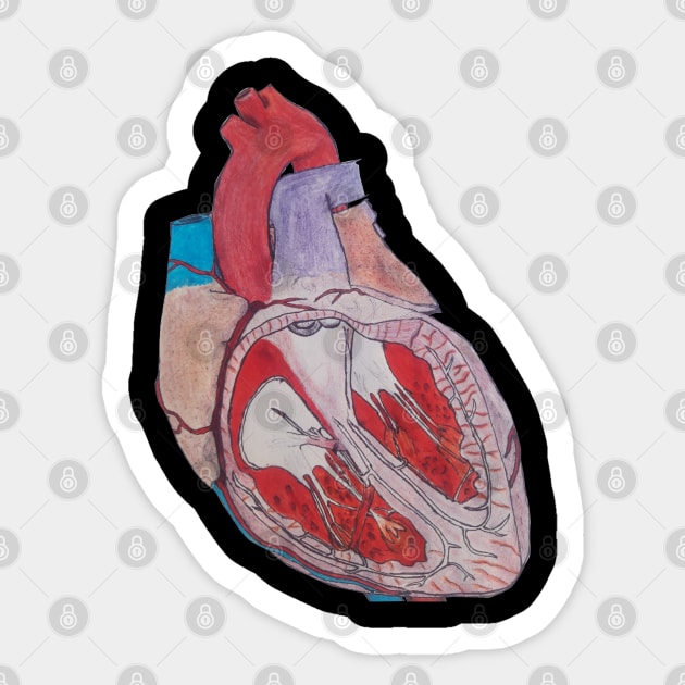 hand drawn heart anatomy - Heart Anatomy Art - Sticker | TeePublic