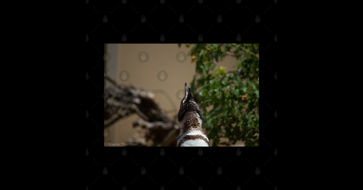 Howling Penguin - Penguin - Sticker | TeePublic