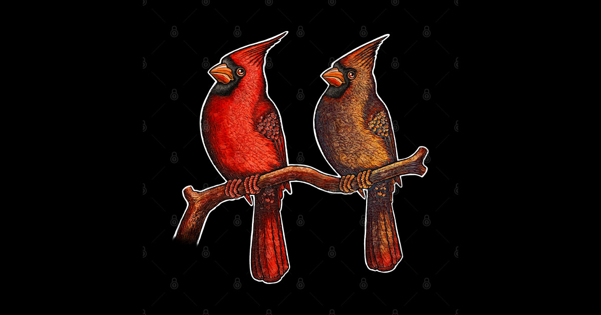 Red Cardinal birds cute cardinals - Red Cardinal Red Cardinal Lover ...