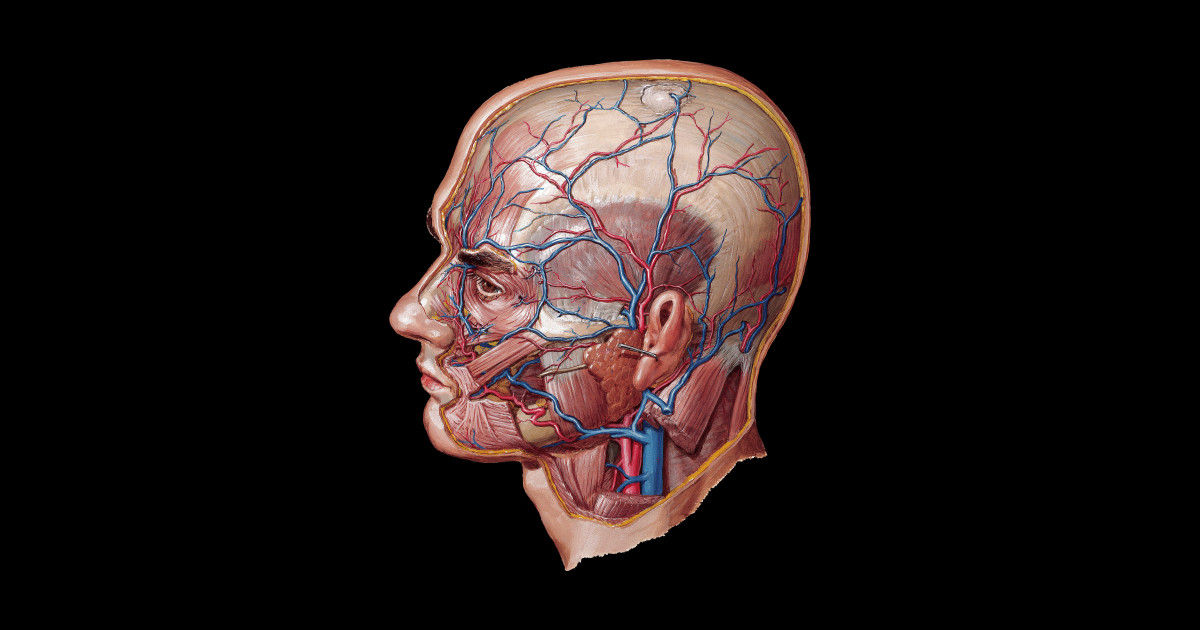 Frank Netter's Superficial Arteries and Veins of Face and Scalp ...
