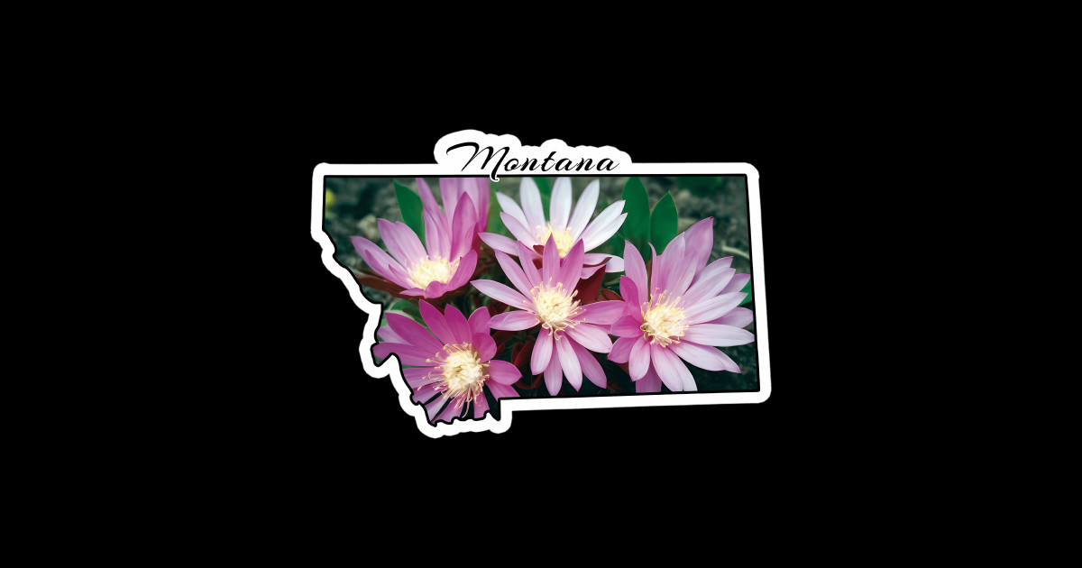 The Bitterroot Flower Of The State Of Montana - The Bitterroot ...
