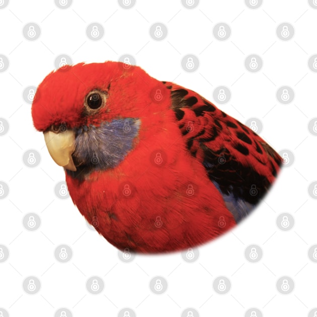 Bobby The Crimson Rosella on Transparent Background - Bird - T-Shirt ...