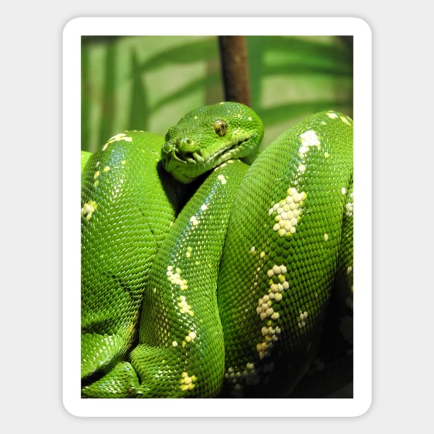 Green Tree Python - Green Tree Python - Sticker | TeePublic