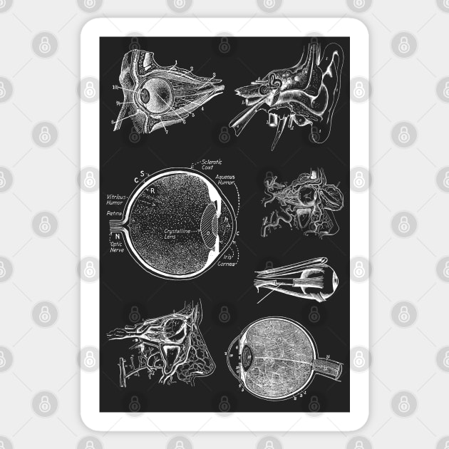 Vintage Ophthalmology Poster - Ophthalmology - Sticker | TeePublic