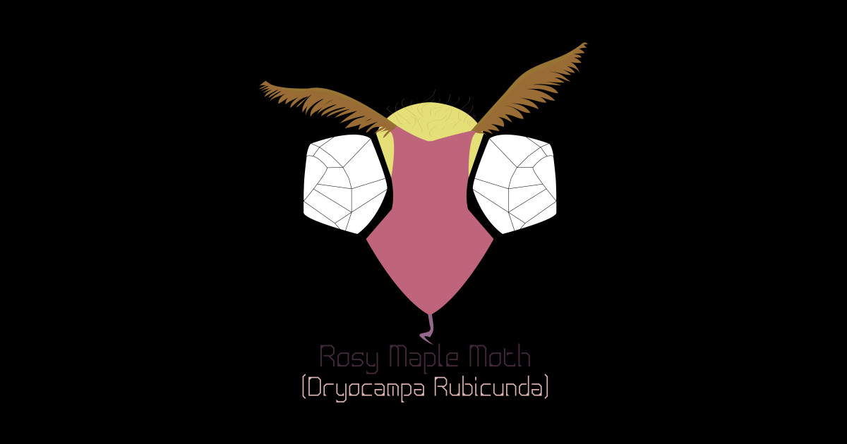 "Bugs Eyes" - Rosy Maple Moth - Bug Lovers - Posters and Art Prints ...