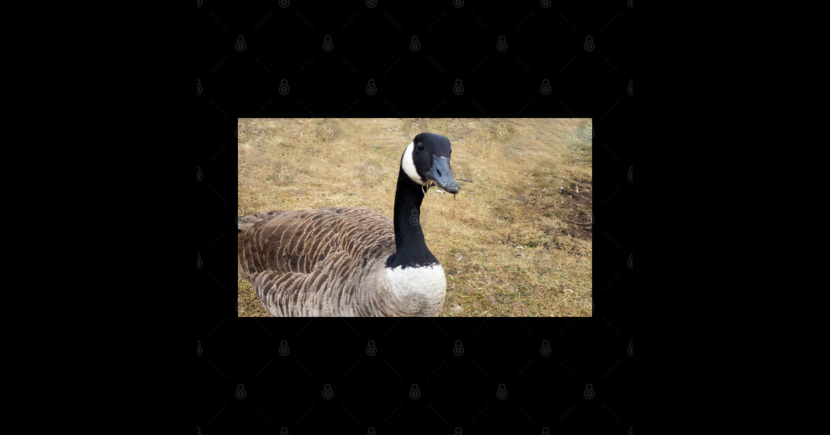 Canada Goose With Sticks In Its Mouth - Goose - Sticker | TeePublic