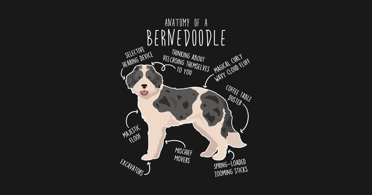 Bernedoodle Parti Black Merle Dog Anatomy - Bernedoodle - T-Shirt ...