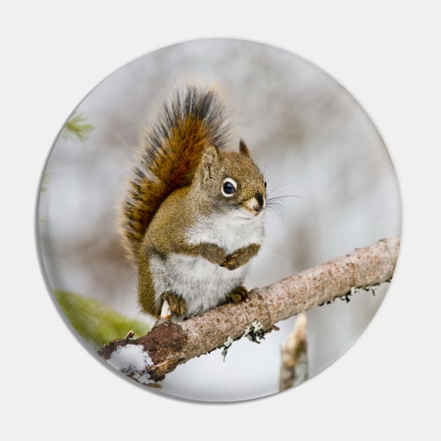 Red Squirrel - Red Squirrel - Pin | TeePublic