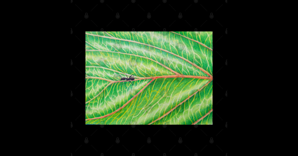 Ant on Leaf of a Chinese Plum Tree - Ant - Sticker | TeePublic
