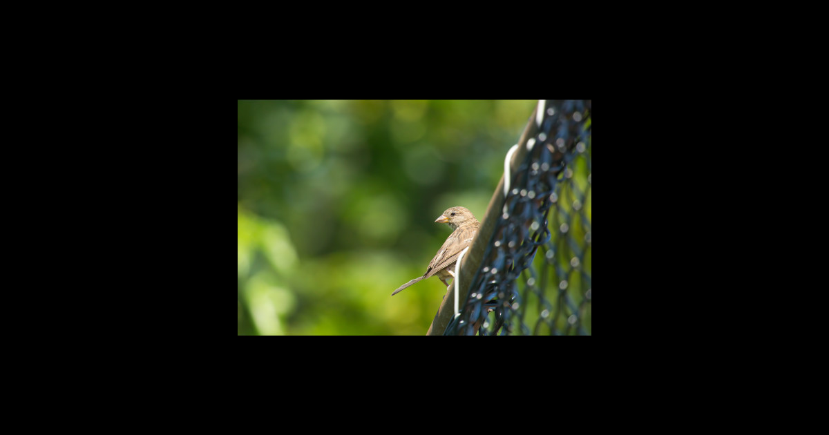 Whatcha Looking At? - Whatcha Looking At - Sticker | TeePublic