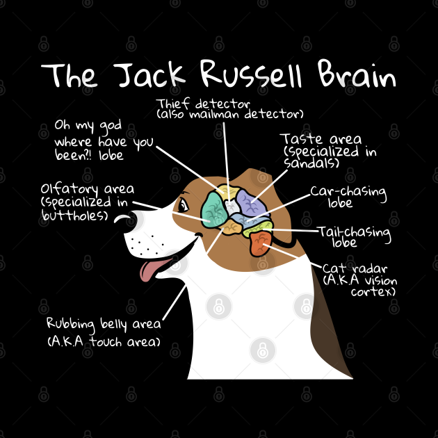 Jack Russell Terrier Brain Anatomy - Jack Russell Terrier - Pin | TeePublic