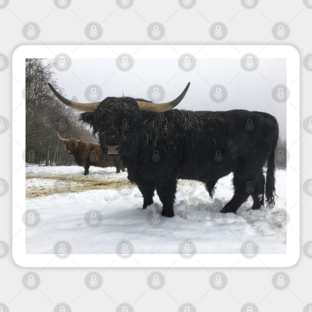 Scottish Highland Cattle Bull 2211 - Highland Cattle - Sticker | TeePublic