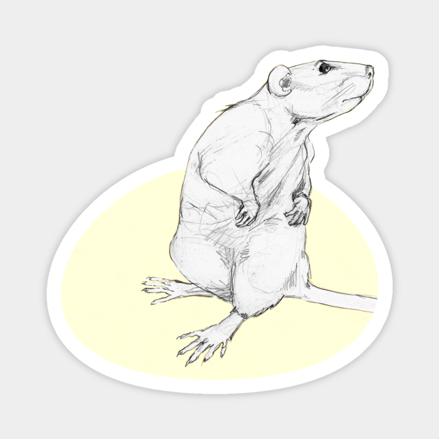 A cute rat - pencil drawing - Rat - Magnet | TeePublic