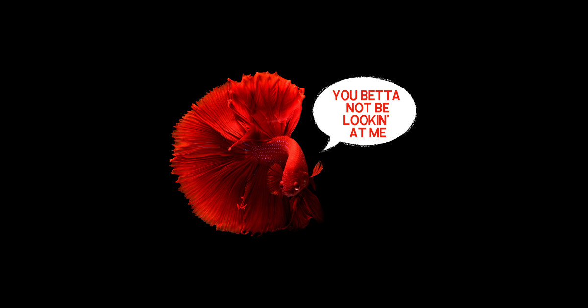 You Betta Not Be Lookin' at Me - Betta Fish - Sticker | TeePublic