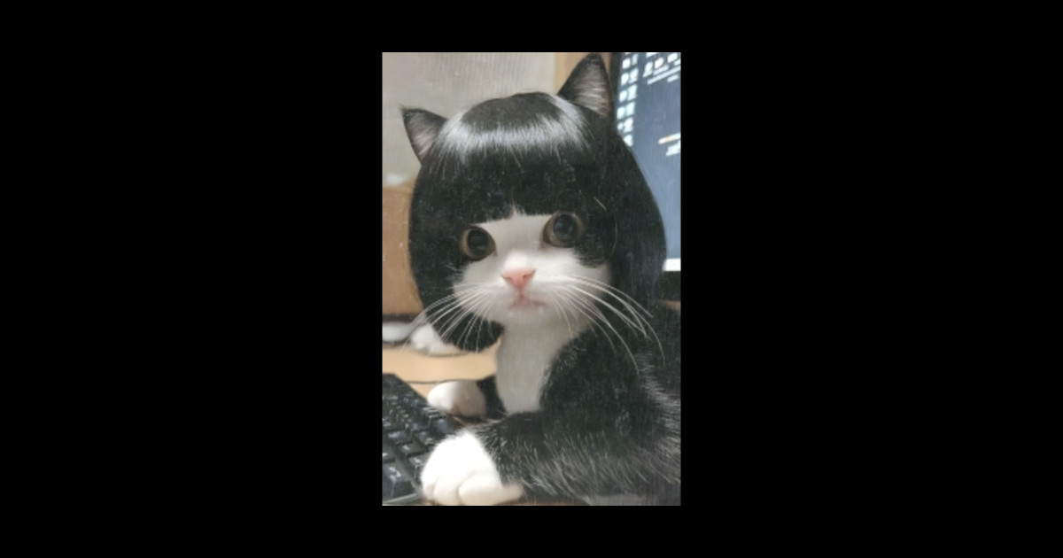 Funny Bob Haircut Cat Meme Cute Cat With Bangs Hilarious Bowl Cut - Cat ...