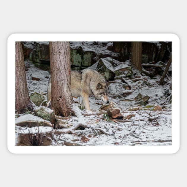 Eastern Gray Wolf - Timber Wolf - Sticker | TeePublic