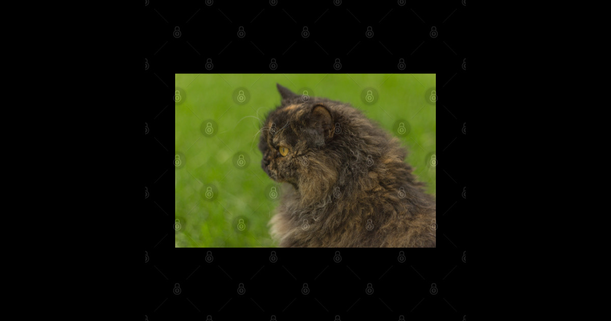 Miss Lilly - Selkirk Rex - Sticker | TeePublic