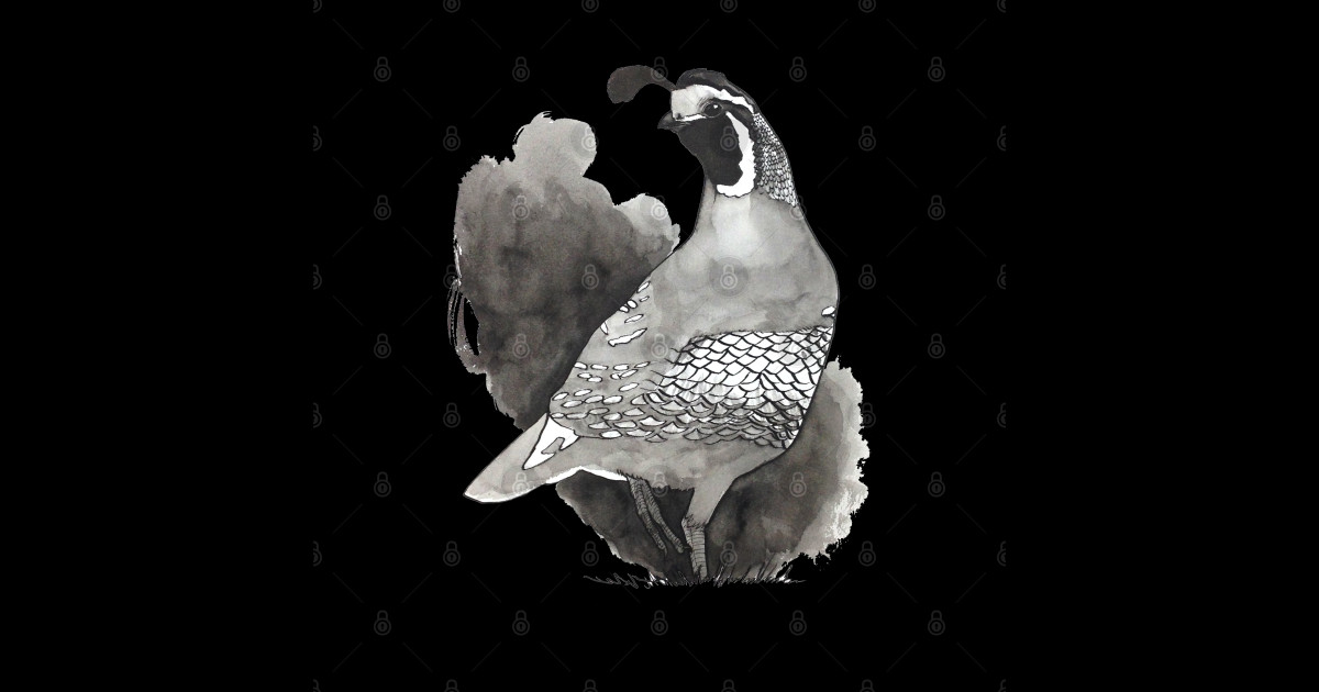 California Quail Ink Drawing Design - Quail - Sticker | TeePublic