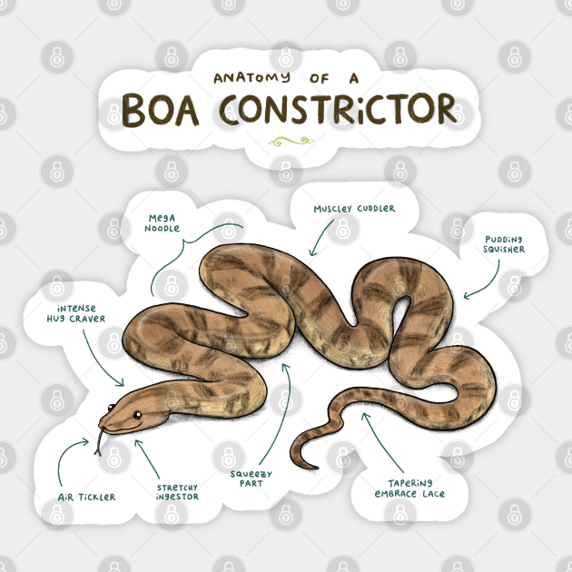 Anatomy of a Boa Constrictor - Boa Constrictor - Sticker | TeePublic
