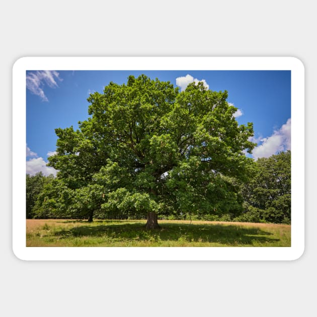 Centennial oak tree - Beautiful - Sticker | TeePublic