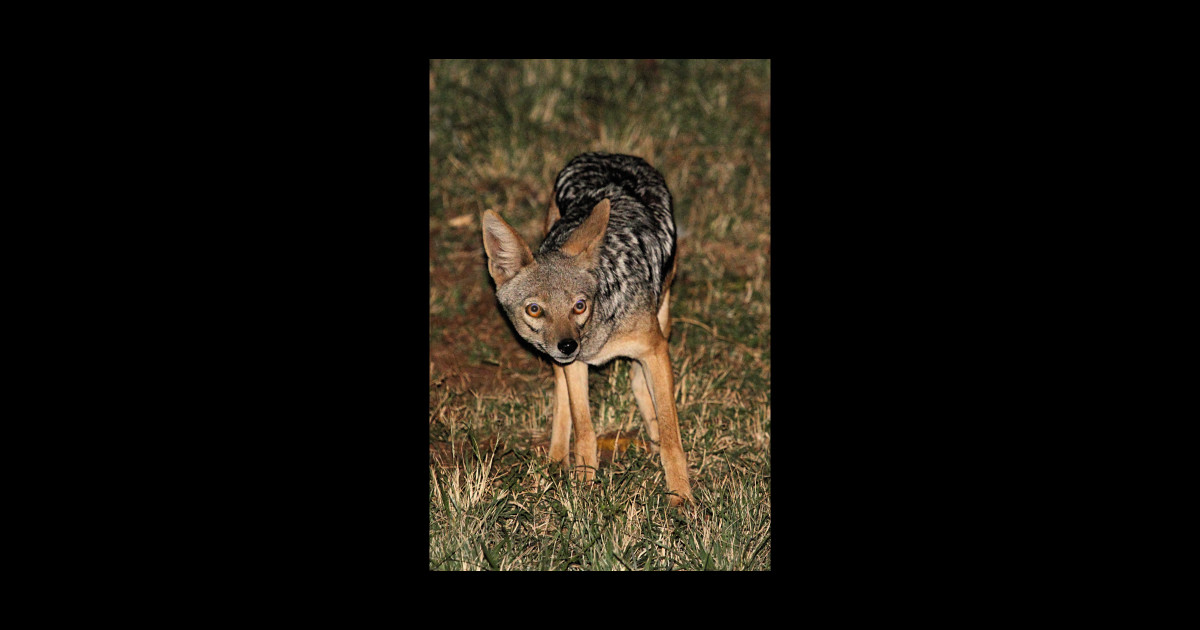 Side-striped Jackal at Night - Side Striped Jackal - Posters and Art ...