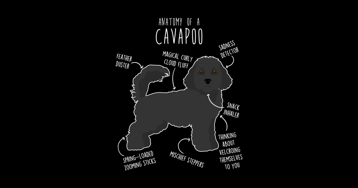 Black Cavapoo Dog Anatomy - Cavapoo - Sticker | TeePublic