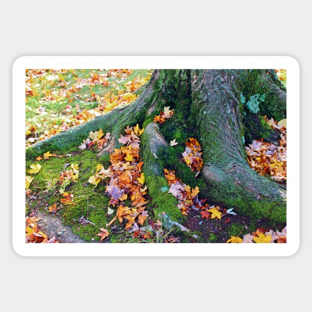 Roots And Leaves - Tree - Sticker | TeePublic