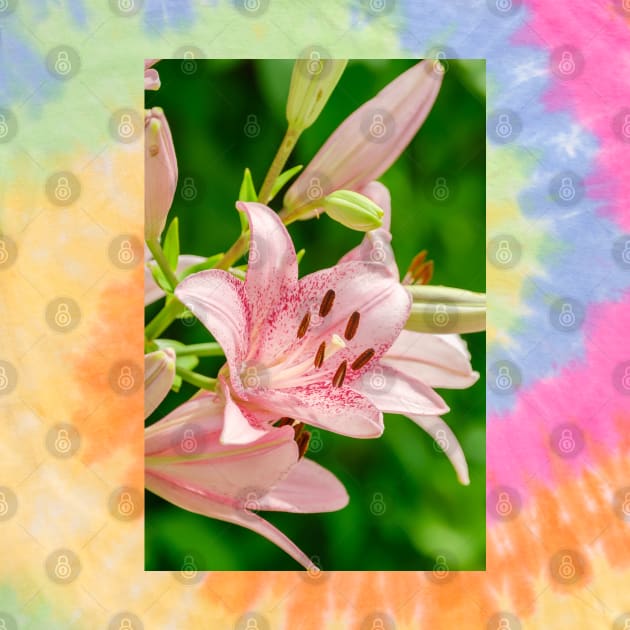 Pink Lily Photograph - Flowers - T-Shirt | TeePublic