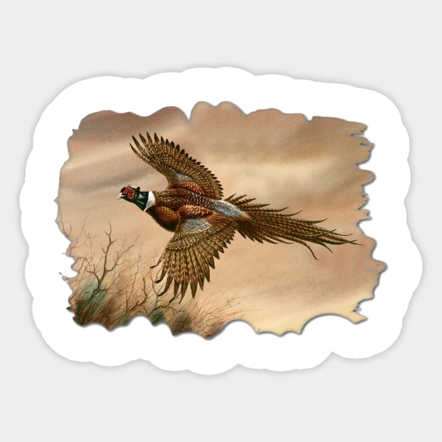 Pheasant - Pheasant - Sticker | TeePublic
