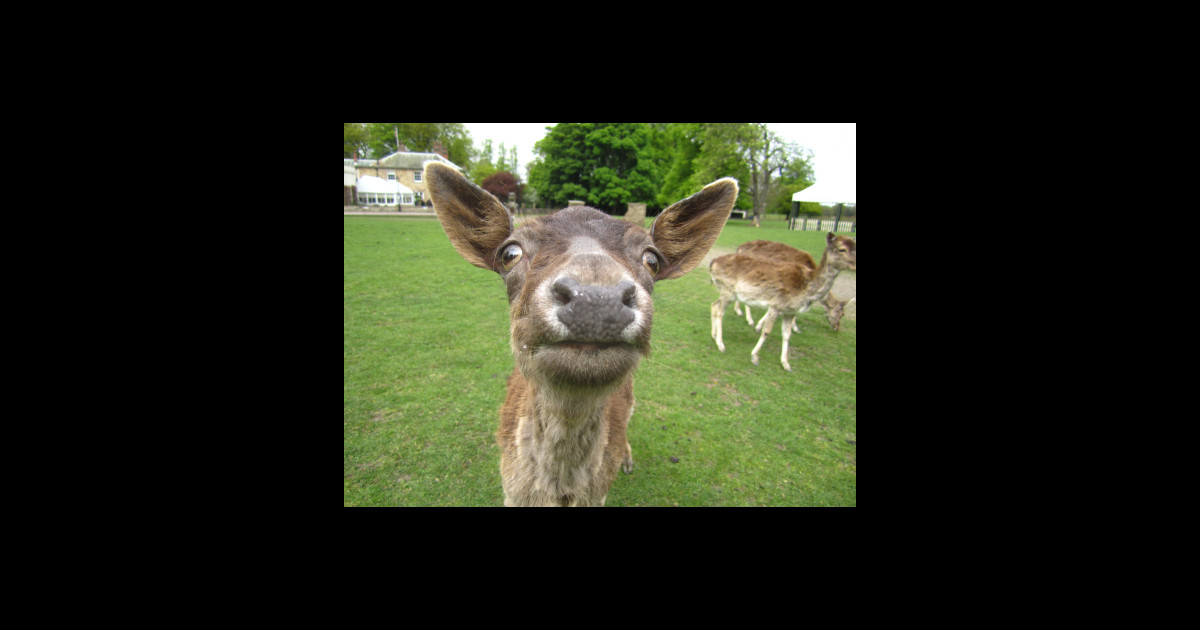 Deer Hypnosis - Deer - Pin | TeePublic