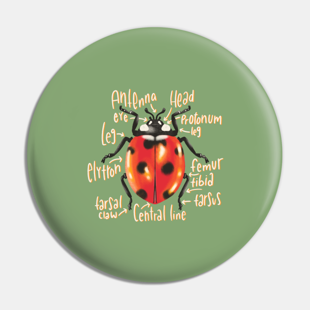 Ladybug illustration with anatomy labels - Ladybug - Pin | TeePublic