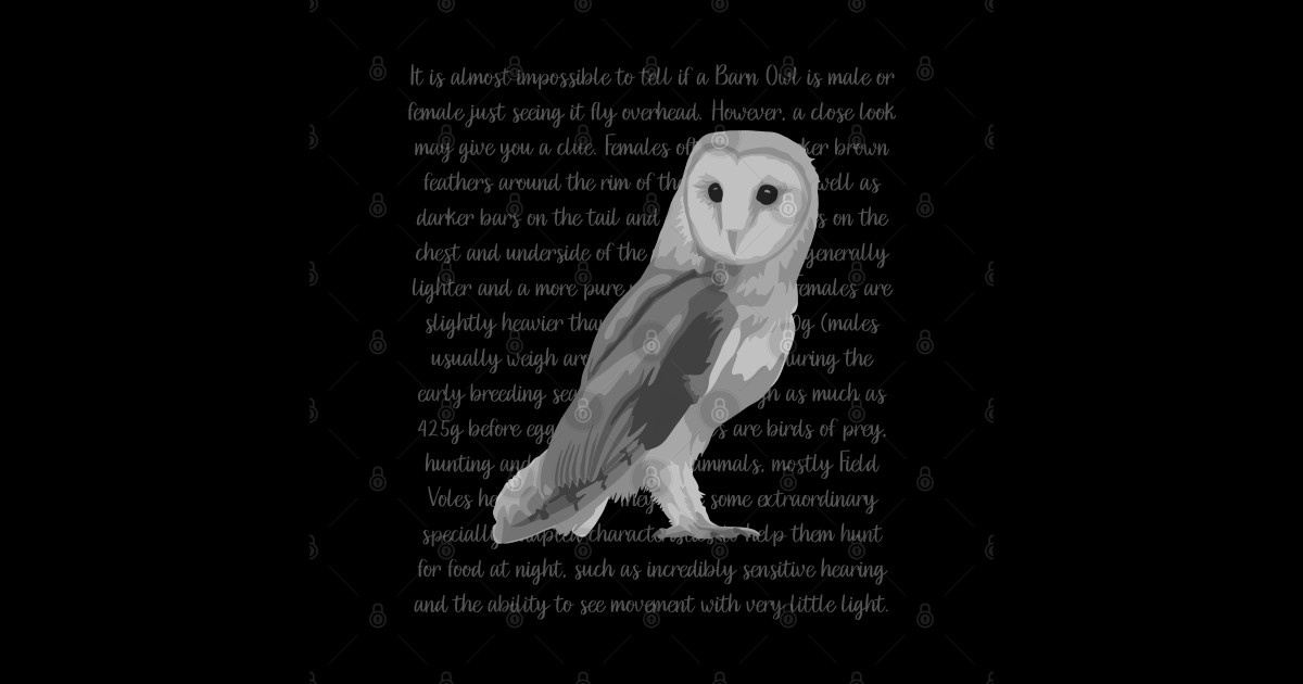 Barn Owl Information - Owl - Sticker | TeePublic