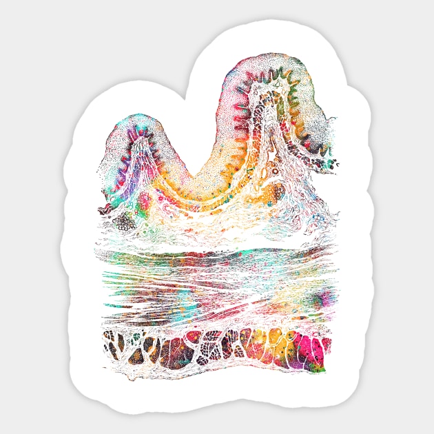 Esophagus Transverse Section - Esophagus - Sticker | TeePublic