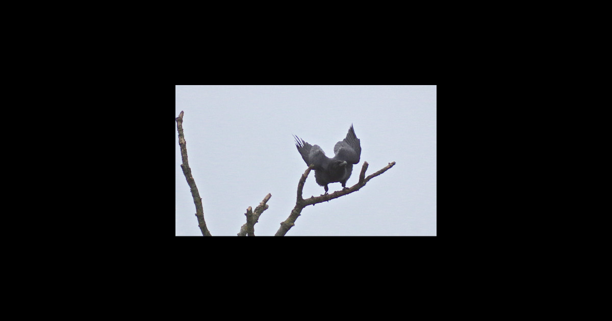 CARRION REGARDLESS..! - Carrion Crow - Sticker | TeePublic