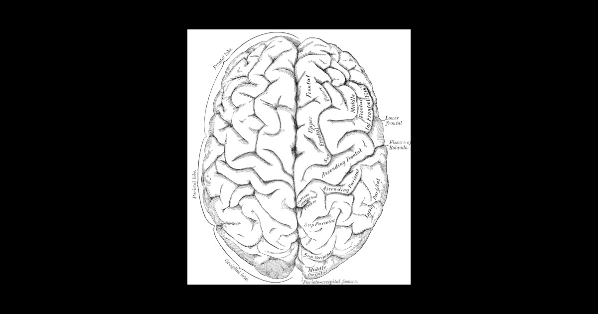 Antique Anatomy Papers Neck Gator Brain Anatomy - Nurse - Posters and ...