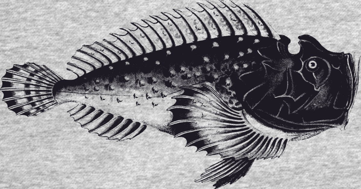 Grouper Fish Vintage HD Pencil Drawing // - Grouper - T-Shirt | TeePublic