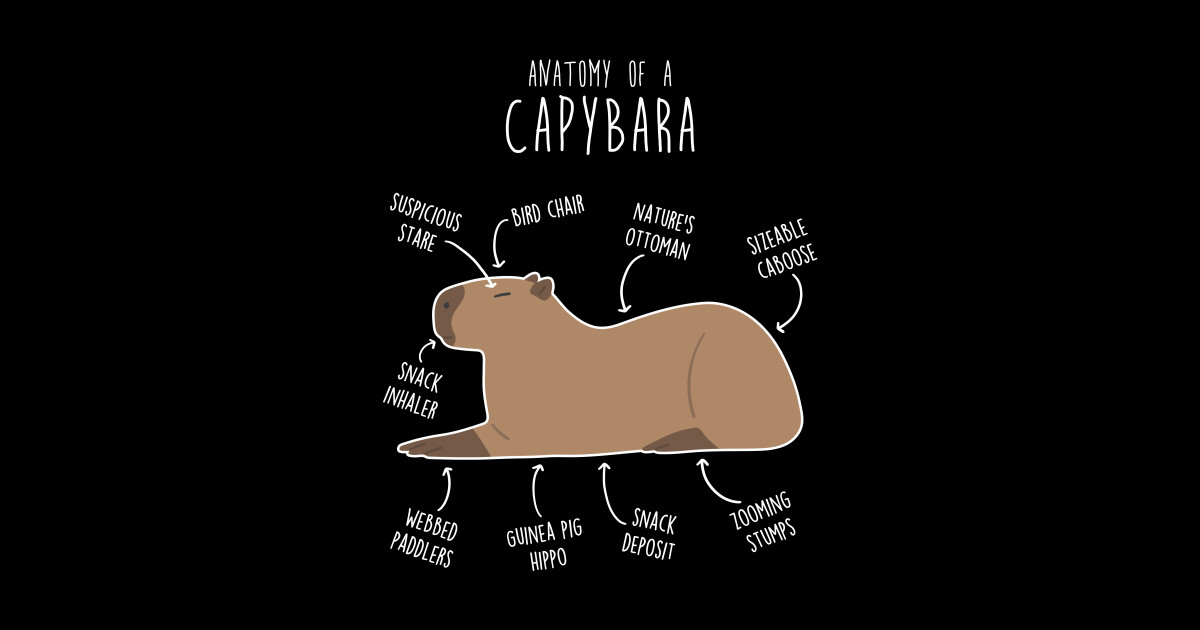 Capybara Anatomy - Capybara - Sticker | TeePublic