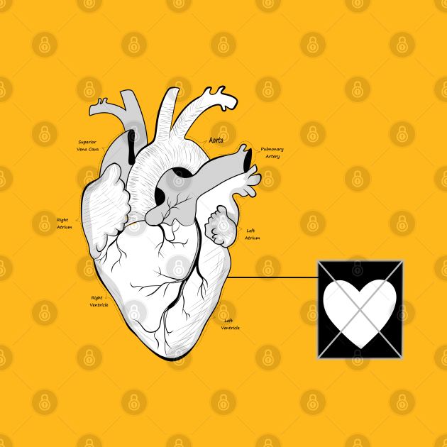 Anatomical Heart Valentine's - Anatomical Heart - T-Shirt | TeePublic