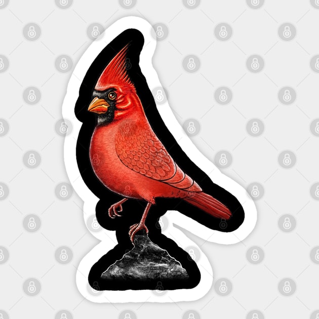 Red Cardinal bird cute cardinal - Red Cardinal Red Cardinal Lover Bird ...