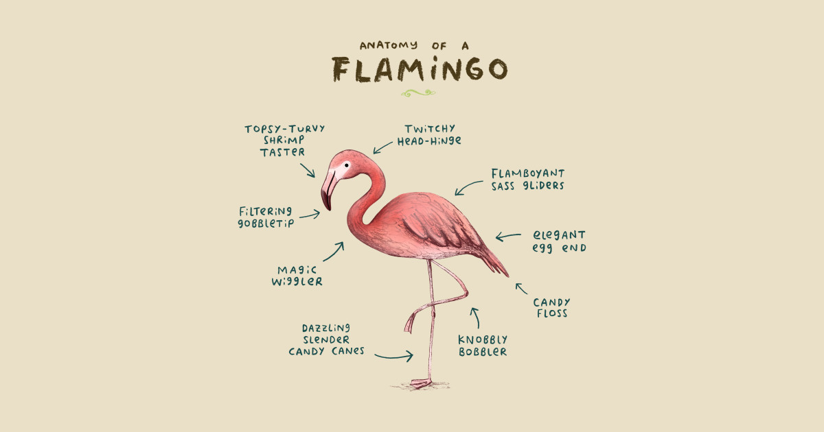 Anatomy of a Flamingo - Flamingo - T-Shirt | TeePublic