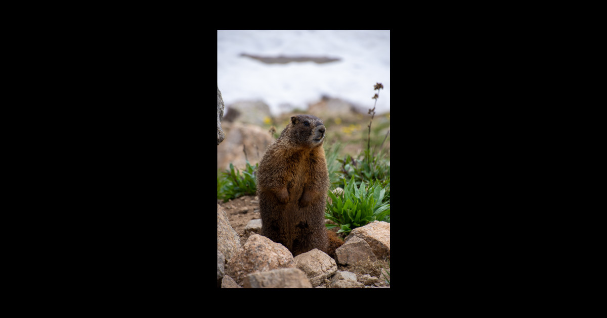 Standing Marmot 2 - Marmot - Sticker | TeePublic