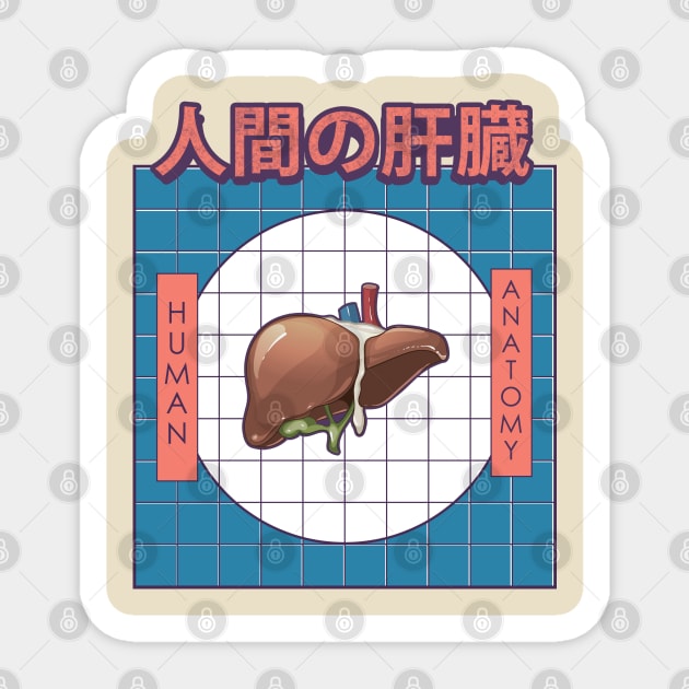 Human Liver Anatomy - Human Anatomy - Sticker | TeePublic