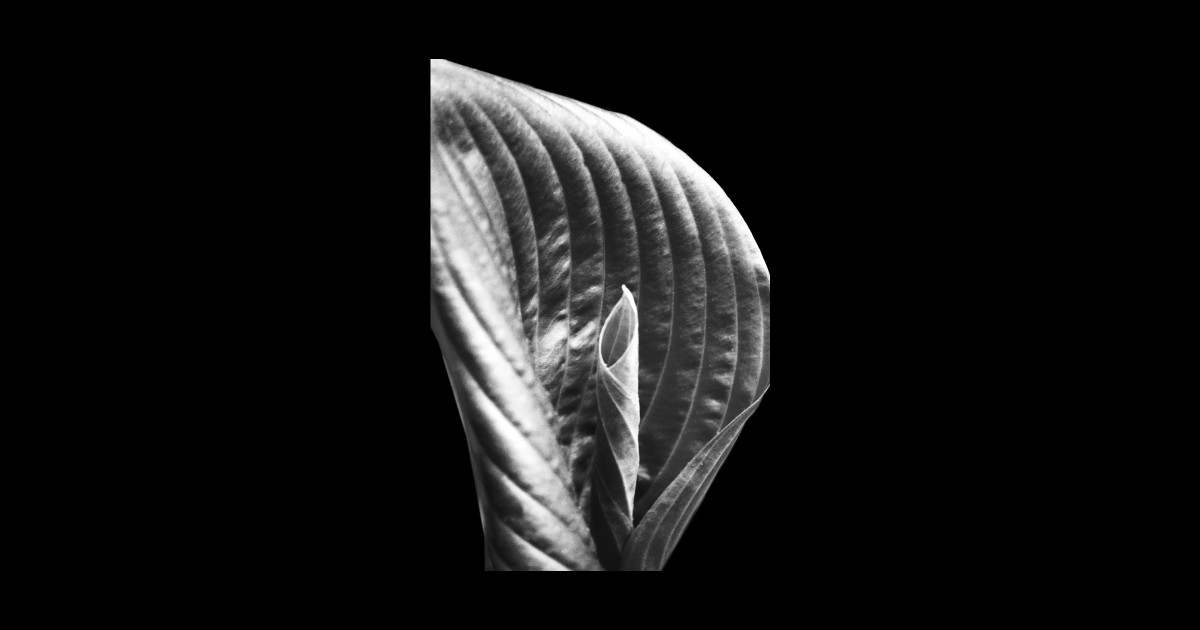 Hosta unfolding... - Hosta - Sticker | TeePublic