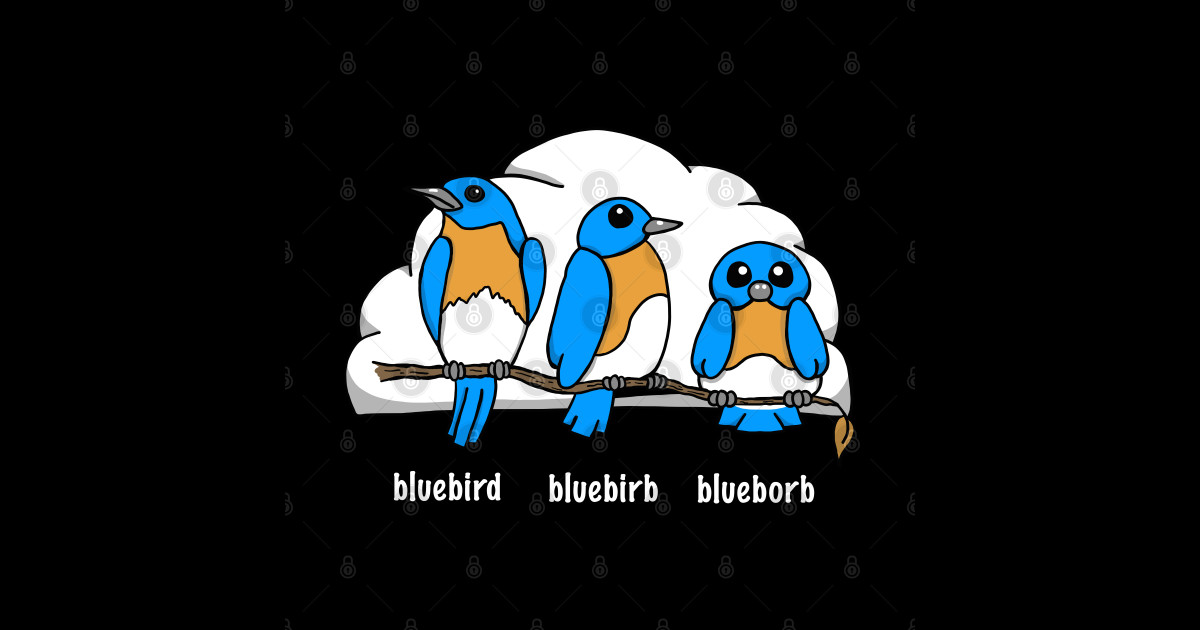 Three Bluebirds, One Bird, One Birb, One Borb. - Eastern Bluebird ...