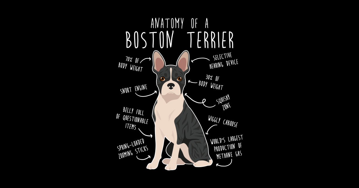 Black Brindle Boston Terrier Dog Anatomy - Boston Terrier - Sticker ...