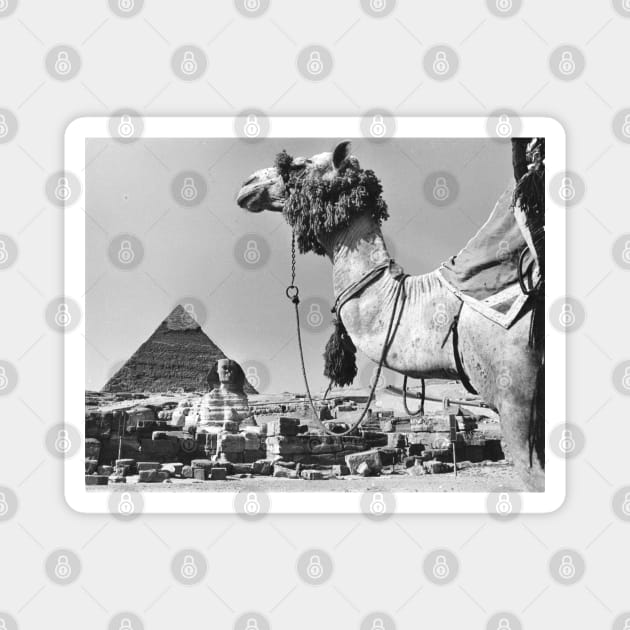 Camel Sphinx and Pyramid - Vintage Egypt - Magnet | TeePublic