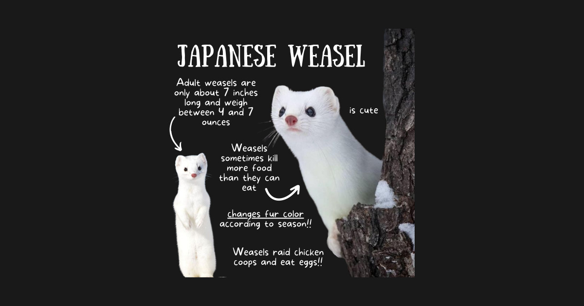 Animal Facts - Japanese Weasel - Animal Facts - T-Shirt | TeePublic