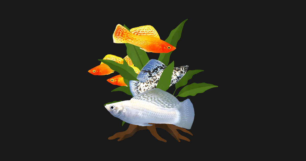 Sailfin Molly Fish Aquarium Mollies Fish Tank Art - Sailfin Molly Art ...