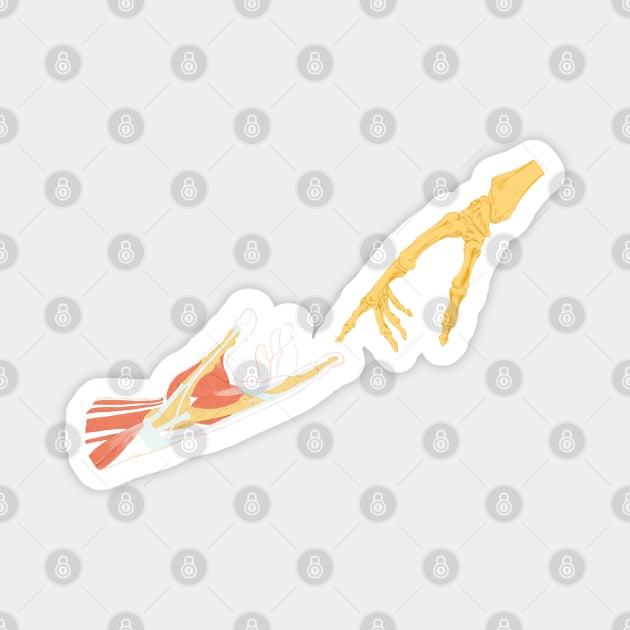 Skeleton Hands - Creation of Adam - Anatomy art - Unique Gifts ...